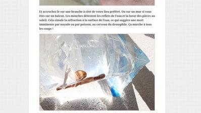 Envahis par les mouches cet été ? Voici LA solution miracle pour vous ...