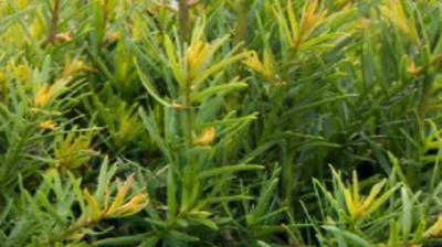 Ramenez vos tailles d'ifs et vous pourrez vous-même lutter contre le ...